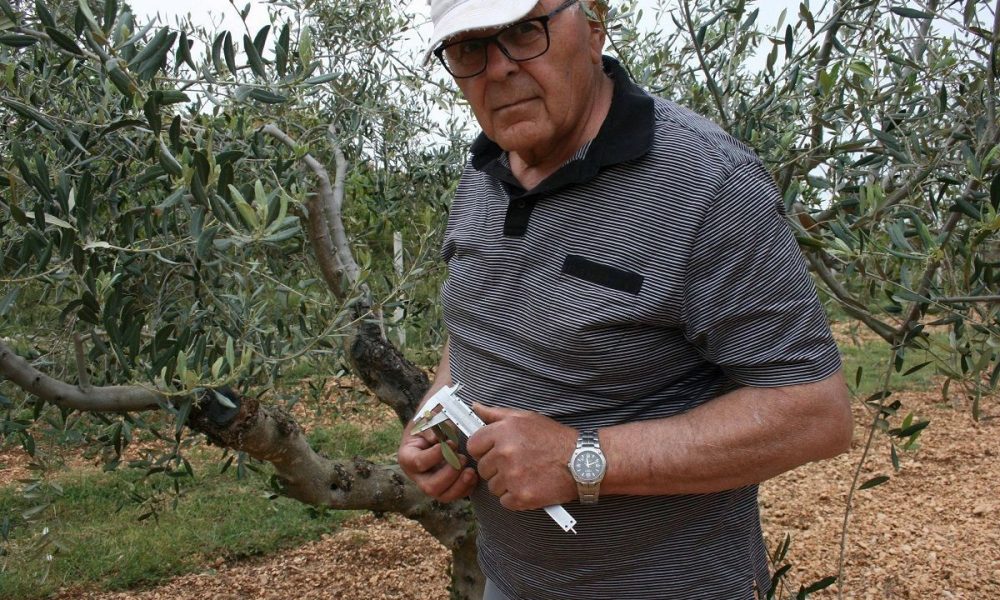 NOVOSTI NA DANIMA MASLINE 2022. Ražov, Lulić i Serdarević predstavljaju metode navrtanja maslina ...