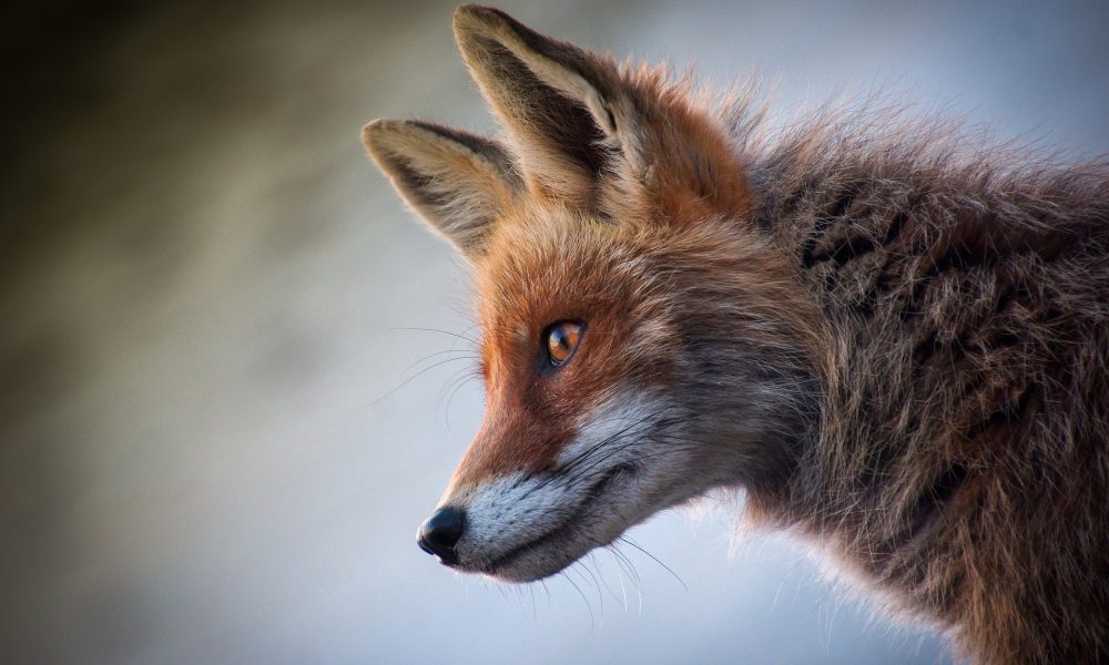 Započela jesenska oralna vakcinacija lisica protiv bjesnoće u Hrvatskoj ...