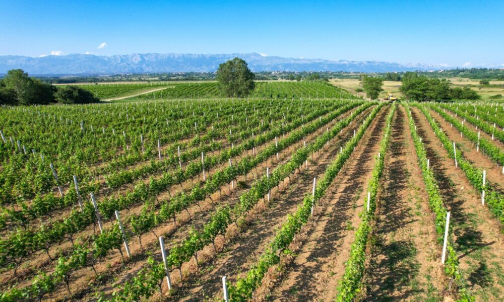 IZ ŽUPANIJE: 3. veljače ide Javni poziv za dodjelu potpora iz područja poljoprivrede i ruralnog ...