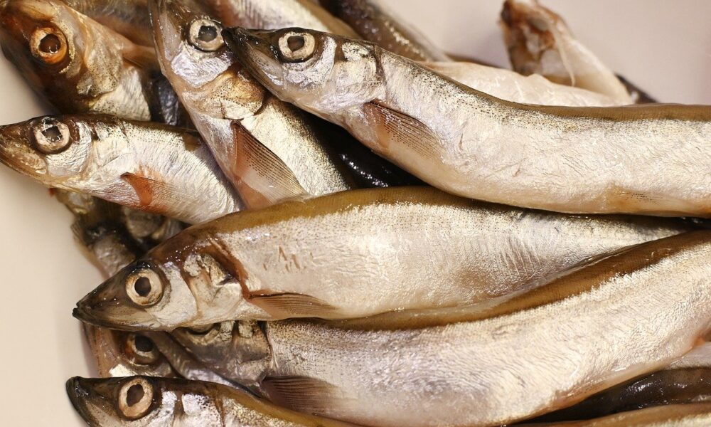 Jedna od najzdravijih vrsta ribe na svijetu: Jeftinija od lososa, a ...