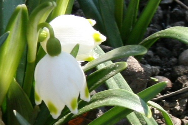 VISIBABA - Ostrvo ljubavi